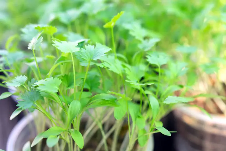 Best Cilantro Growing Conditions - Guide for Cilantro Growth