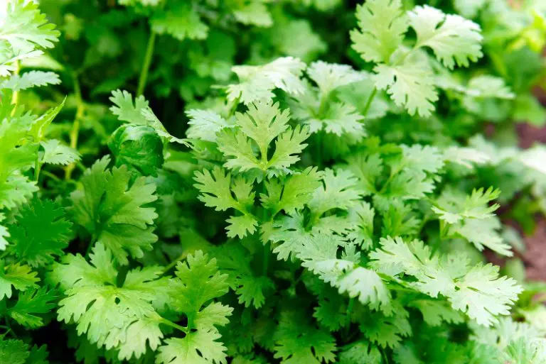 When To Plant Cilantro: Planting & Care Guide - Gardening Chief