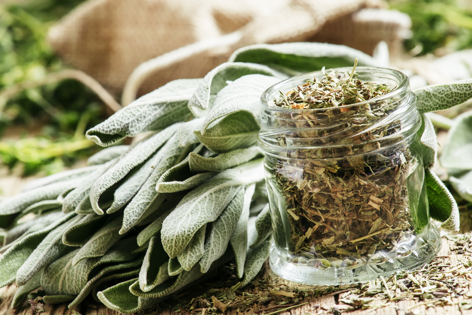 How To Dry Sage In The Oven: Quick And Easy - Gardening Chief