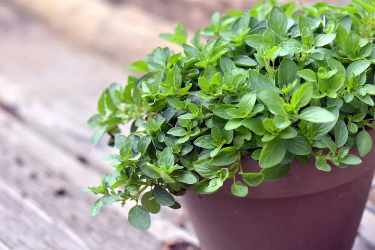 Where To Plant Oregano [Full Guide] - Gardening Chief