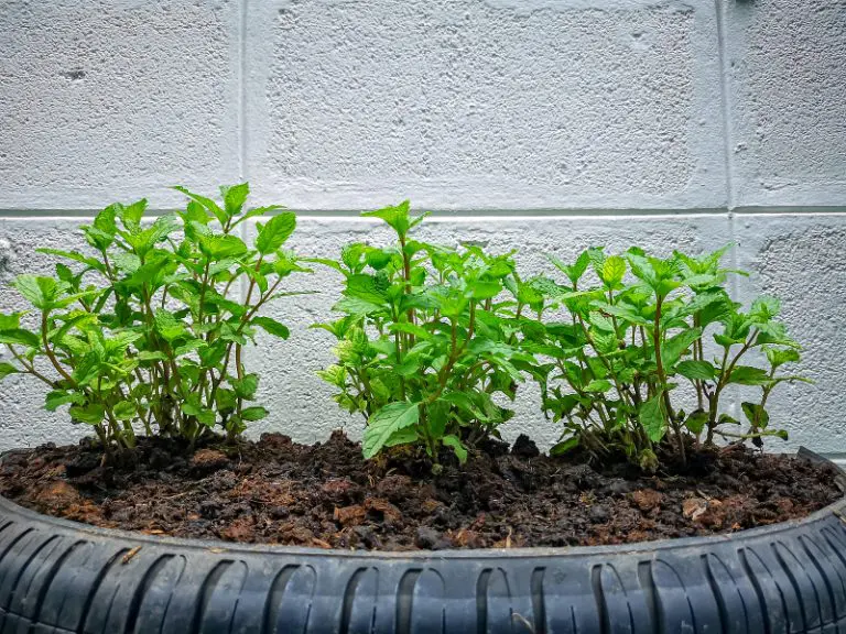 When To Plant Mint: What You Need To Know - Gardening Chief