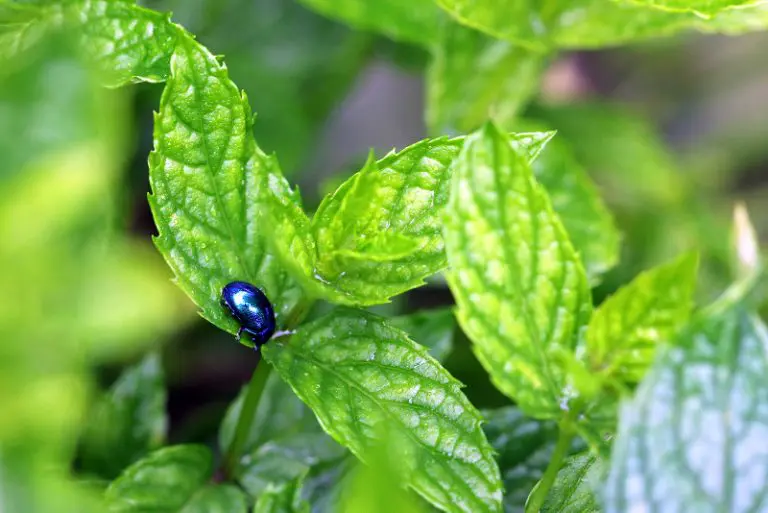 When To Plant Mint: What You Need To Know - Gardening Chief