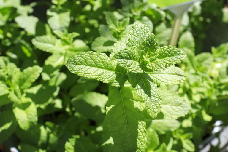 When To Plant Mint: What You Need To Know - Gardening Chief