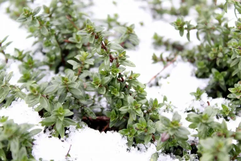 Can Thyme Survive Winter? Care Guide for Thyme