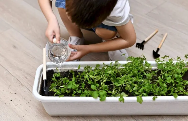 How Often To Water Cilantro Plants - Watering Guidance