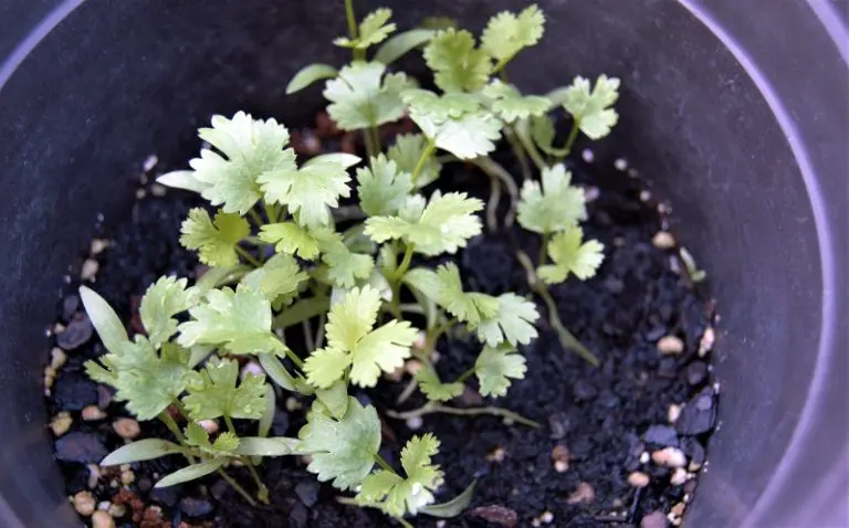 When To Plant Cilantro: Planting & Care Guide - Gardening Chief