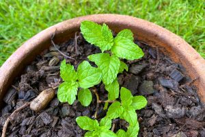 How Long Does Mint Take To Grow? [Full Guide To A Healthy Plant ...