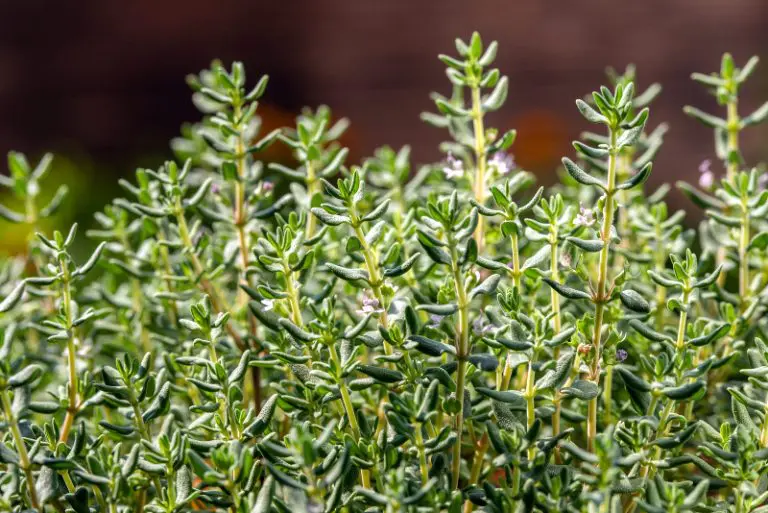 How Tall Does Thyme Grow? Thyme Growing Guide